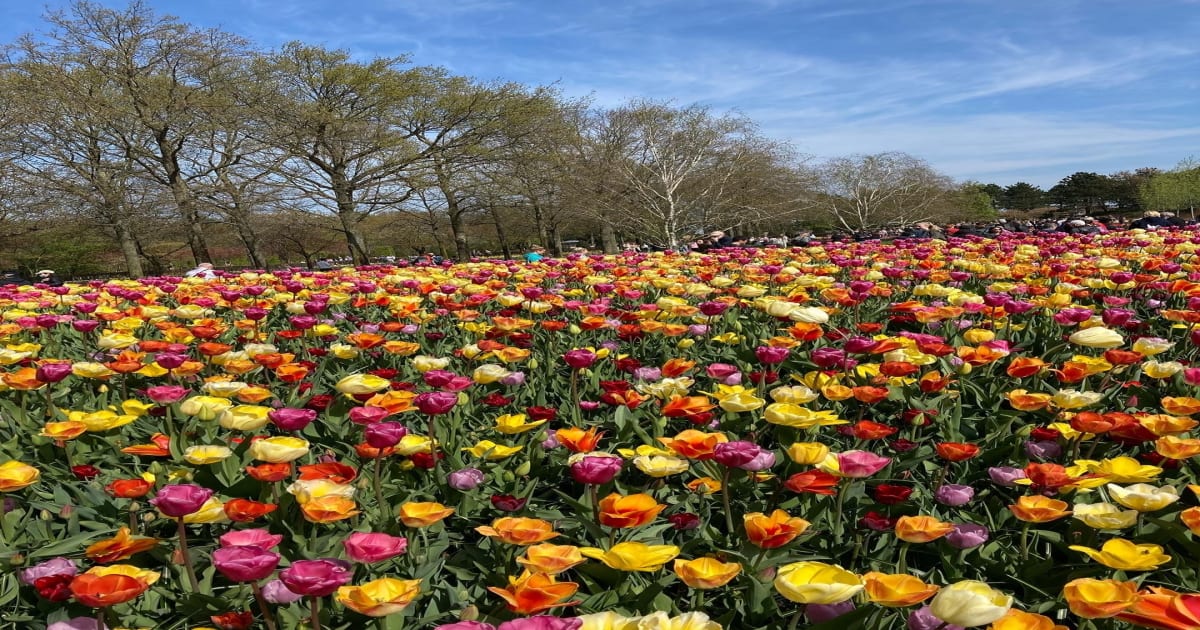 Utflukter og matopplevelser i Amsterdam | Vings reiseeksperter