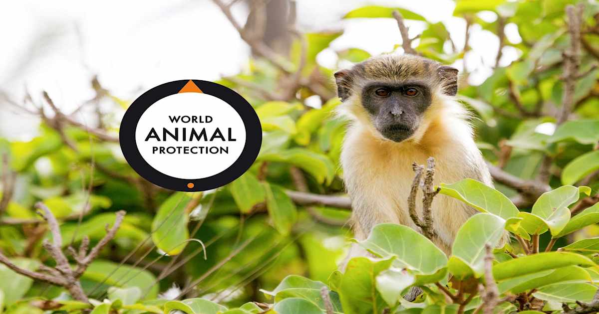 10 gode råd for ferieopplevelser med ville dyr