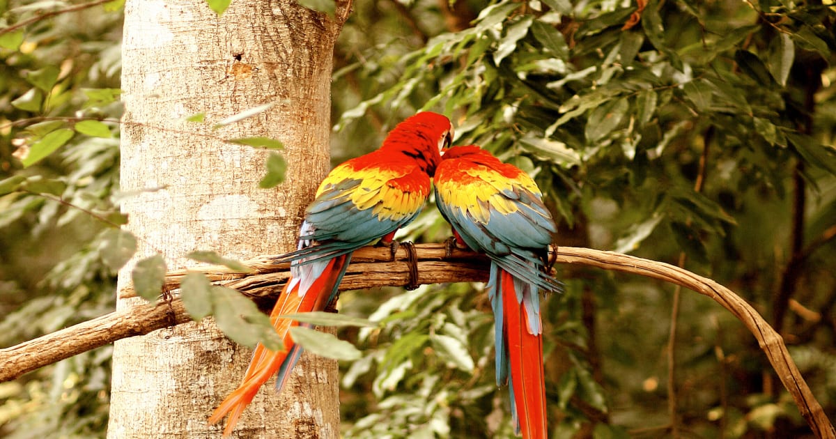 10 gode råd for ferieopplevelser med ville dyr